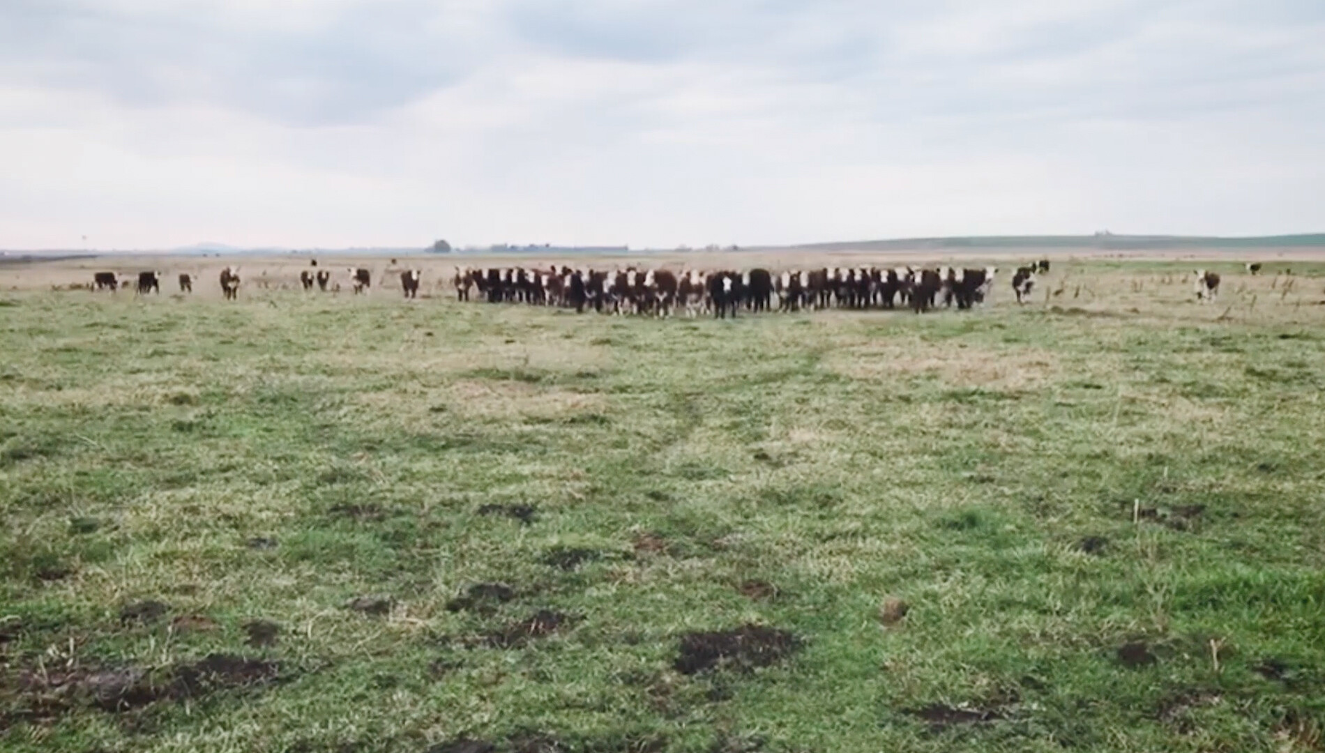 The Case of Meat - Architecture - e-flux