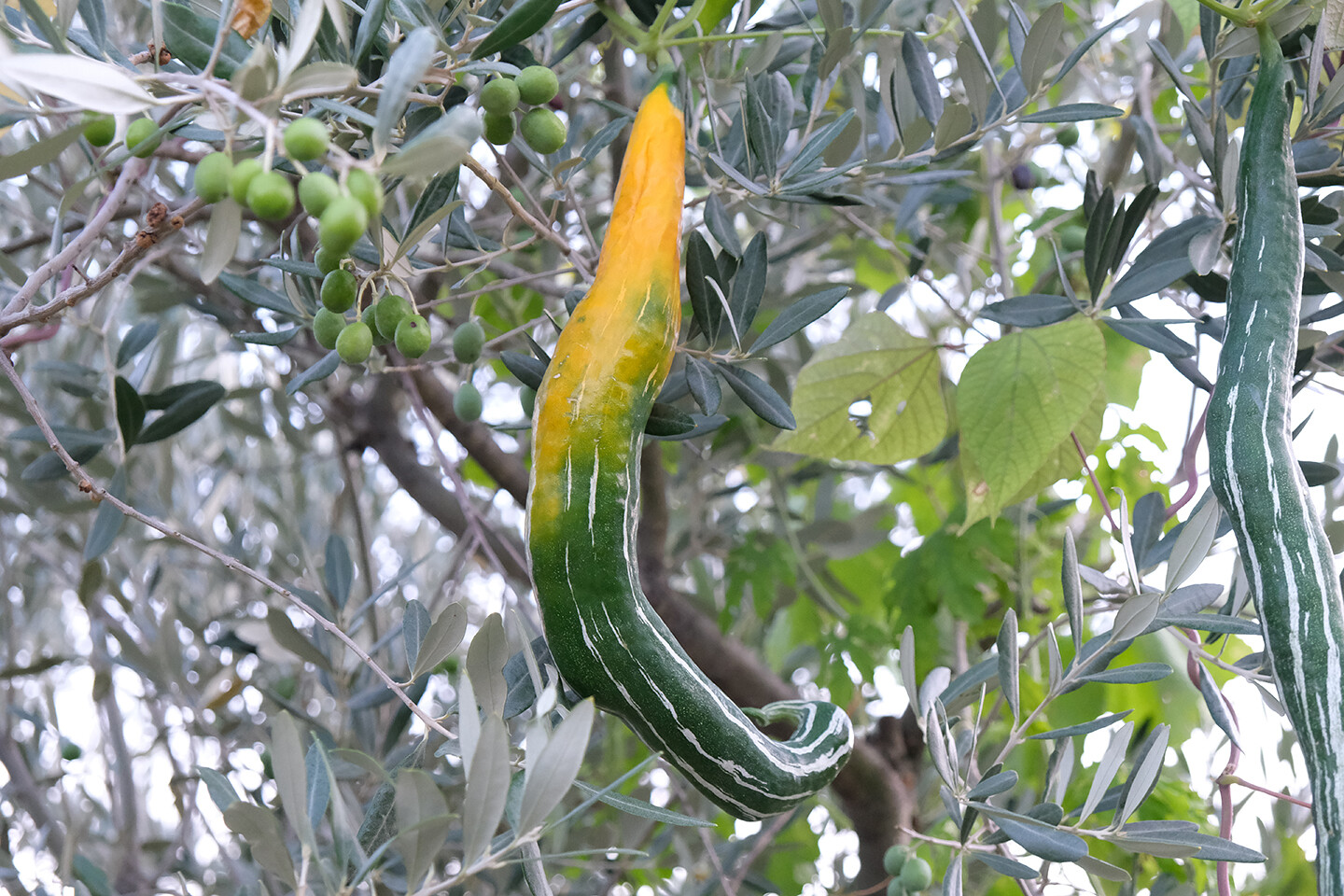 Entangled Exiles - Journal #131