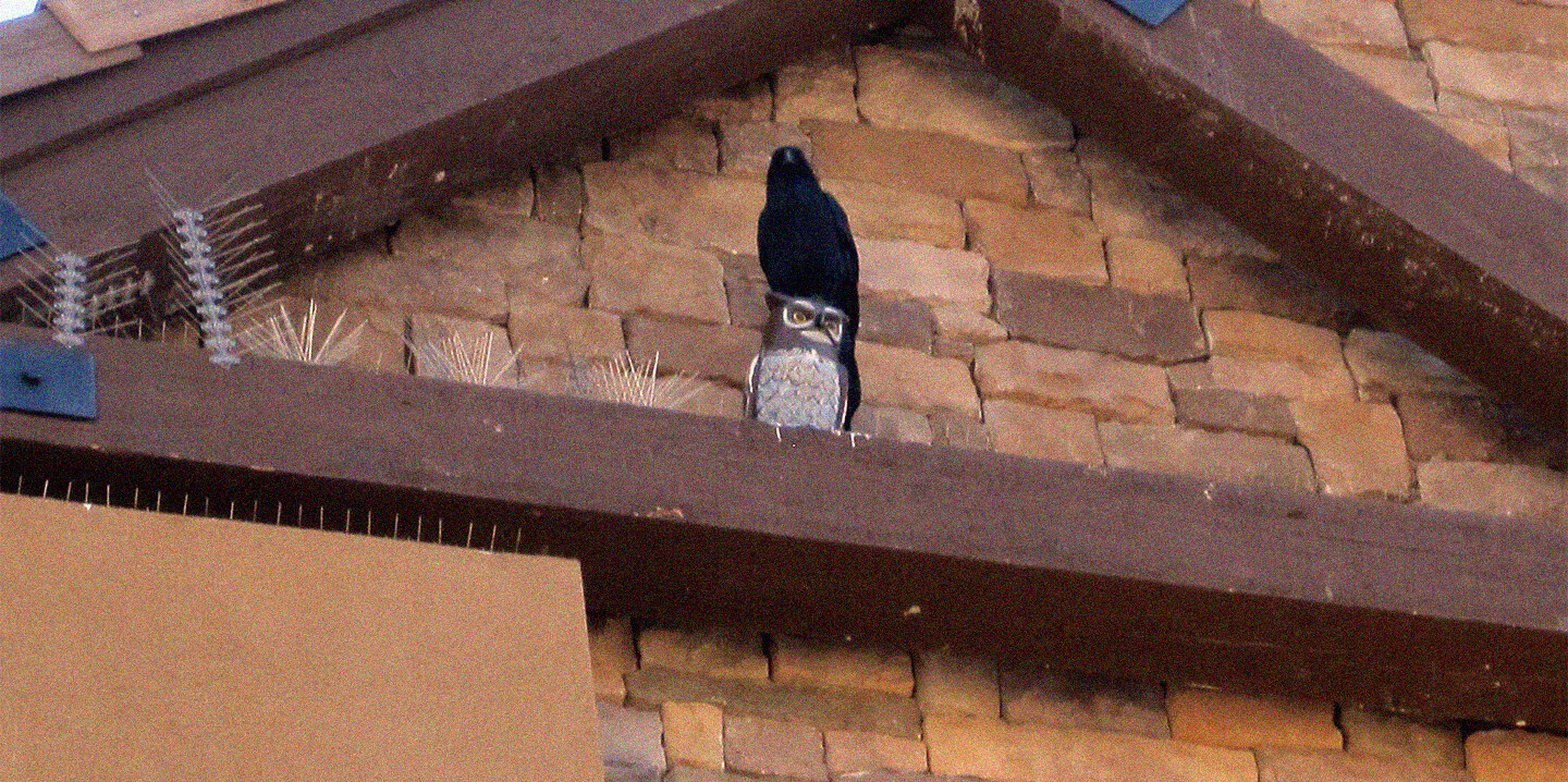 Human Animal Song - Journal #83