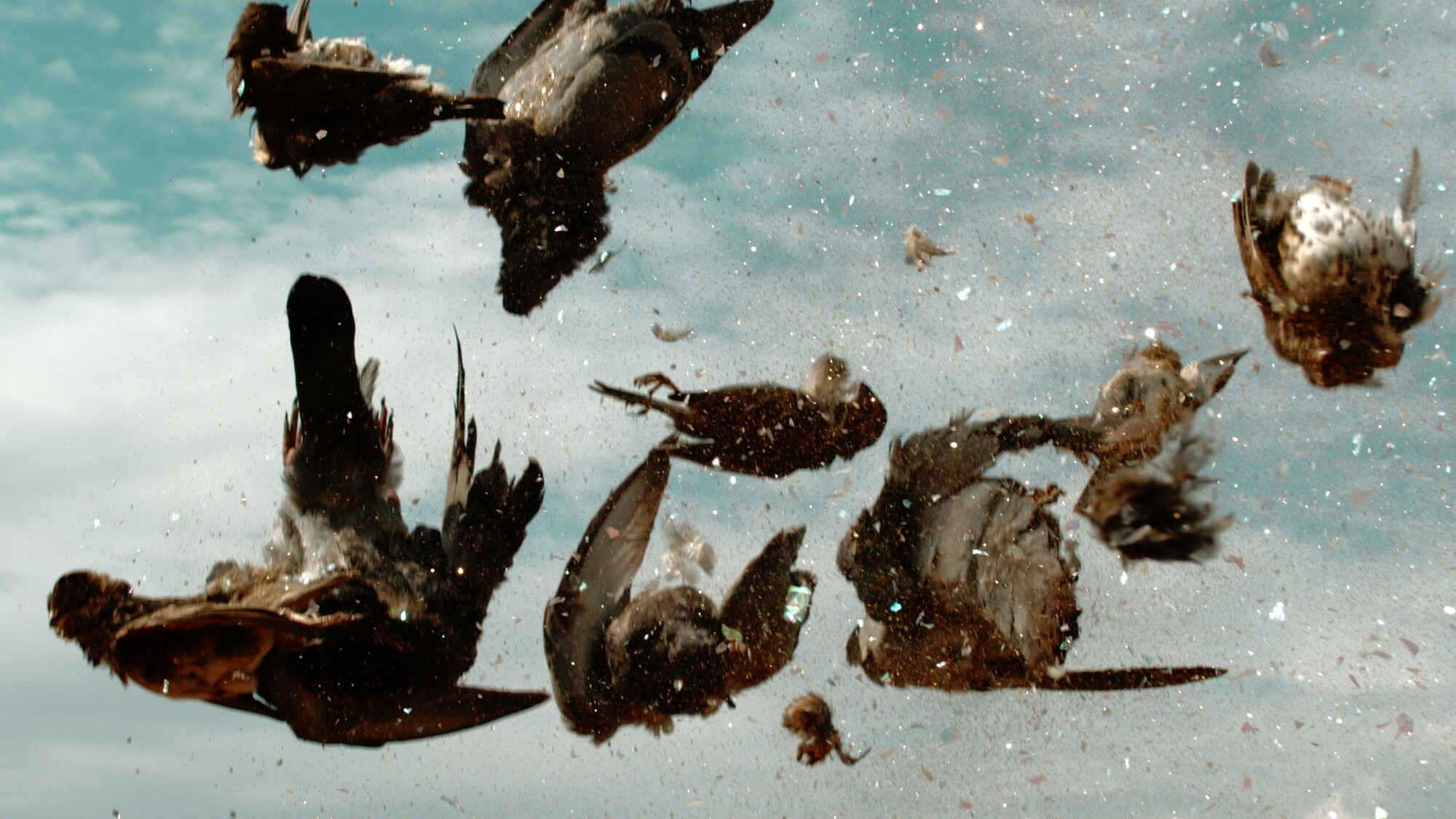 Janis Rafa: Eaten by Non-humans - Announcements - e-flux