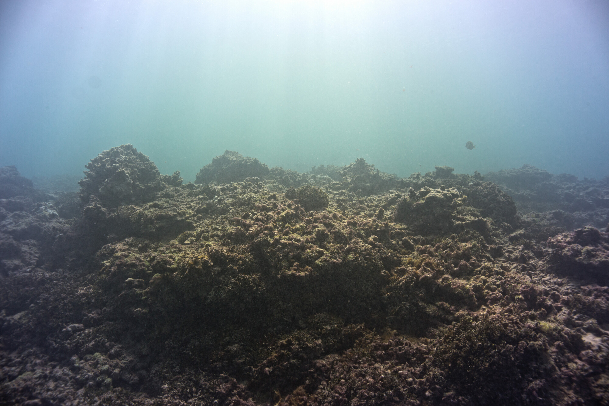 Intensification - Jan Zalasiewicz et al. - Anthropocene Territories