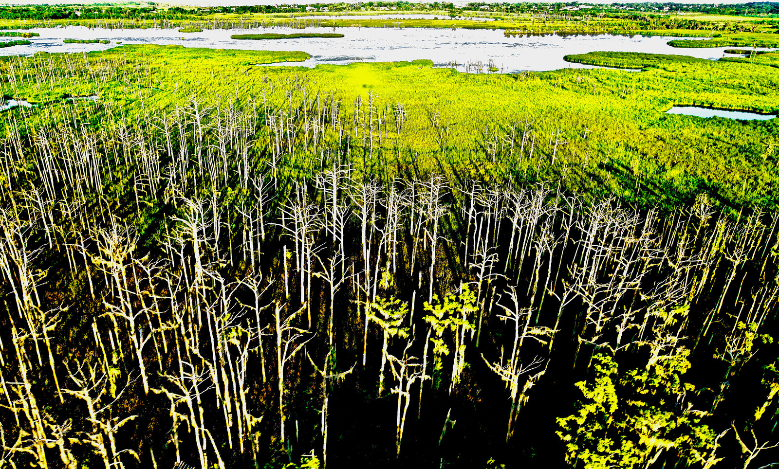 Ghost Forest Washington State