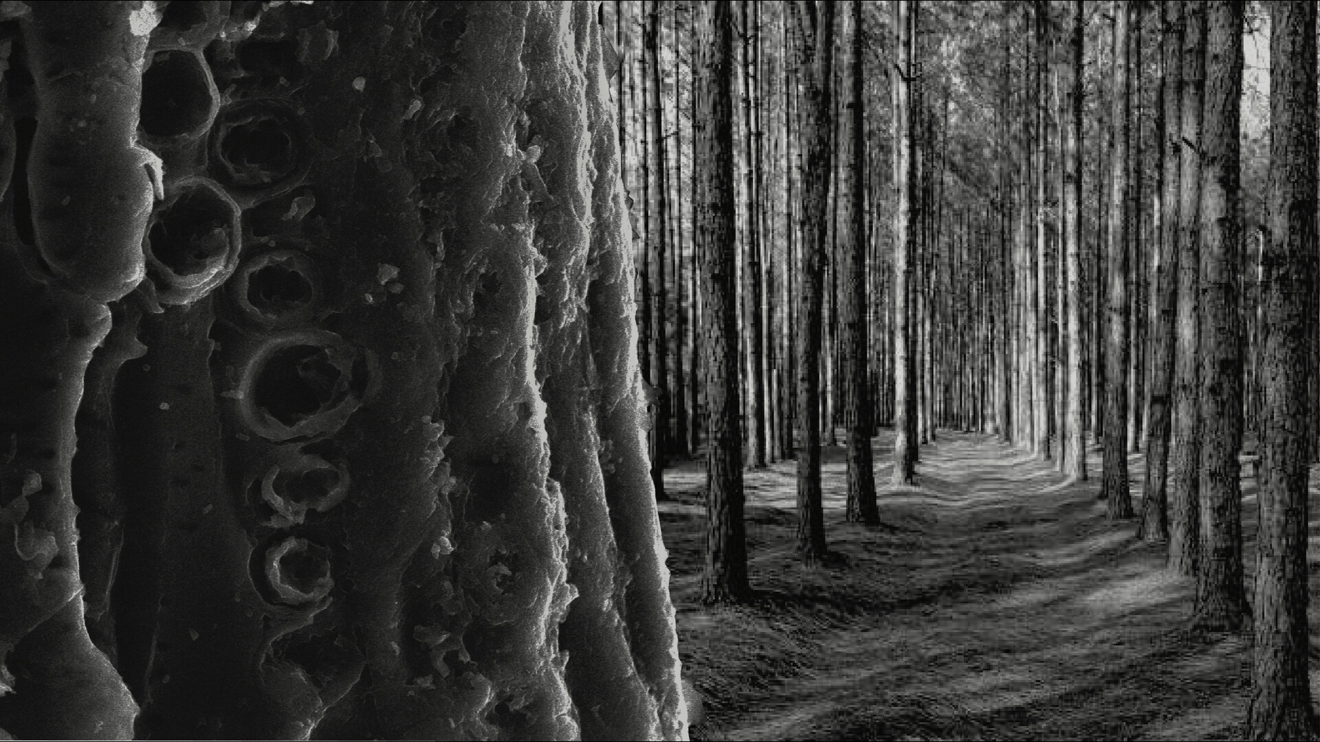 Lecture by Mae-ling Lokko - Announcements - e-flux