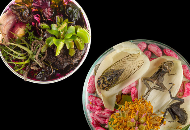 From the Laboratory to the Studio: Interdisciplinary Practices in Bio ...